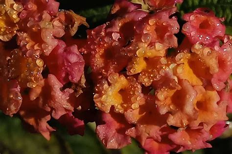 Garima Singh Insearchpk