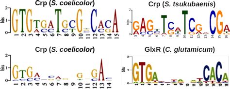 Central Motifs Of Crp Binding Sequences In S Coelicolor S