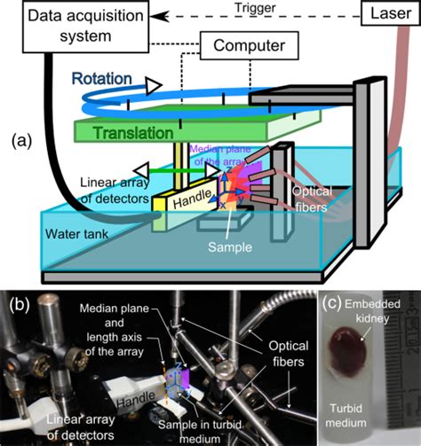 High Resolution Optoacoustic Mesoscopy With A 24 Mhz Multidetector Translate Rotate Scanner