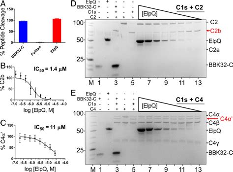 Elpq Inhibits The Proteolytic Activity Of Complement C1s A Enzymatic Download Scientific