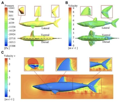 The Hydrodynamic Advantages Of Shark Scales Bioengineering Hyperbook