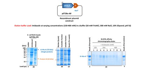 Why Does A Recombinant Protein 6xhis Tagged Not Eluting Out After