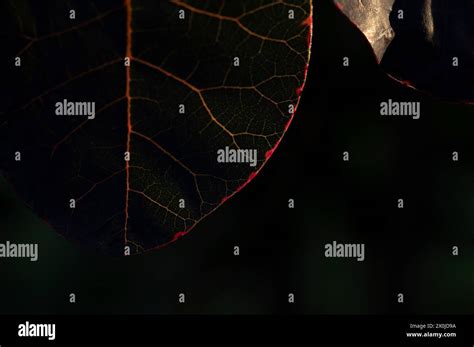 Leaf With Red Veins Stock Photo Alamy