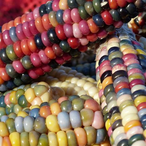 How To Grow Glass Gem Corn An Expert Guide Ideal Home