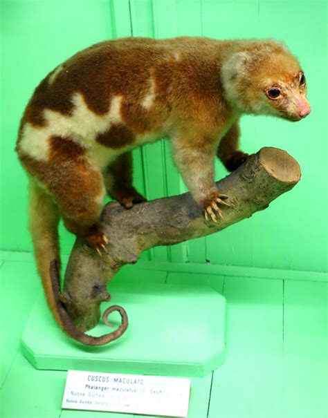 Phalanger Maculatus Male Museo Civico Di Storia Naturale Giacomo Doria Genoa Italy