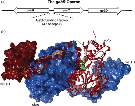 Binding Region And Structure Of Gabr A Schematic Of Gabr Binding Download Scientific Diagram