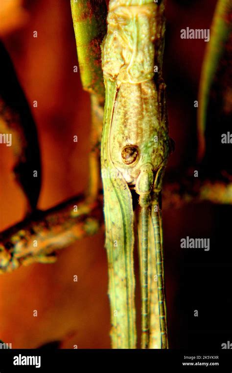 Smooth Stick Insect Clitarchus Hookeri On Totara Tree Stock Photo Alamy