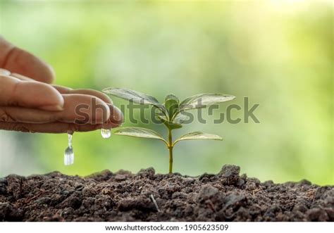 Seed Drop Water Images Stock Photos Vectors Shutterstock