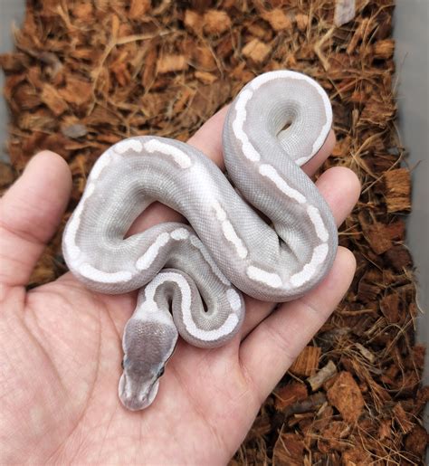 Ghi Super Mystic Ball Python By Bobs Balls Morphmarket