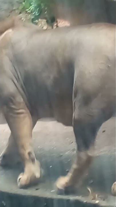 සත්තු වත්ත Youtube