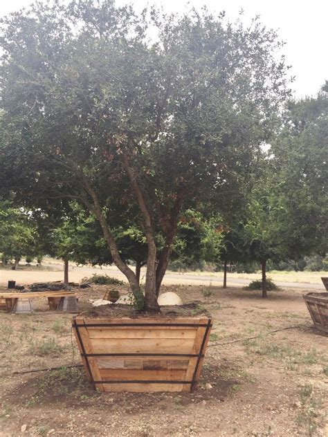 Tree Box Sizes Big Trees Nursery