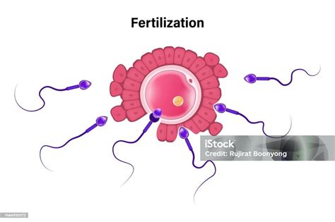 수정 난자와 정자 세포 벡터 난자와 정자 생식 세포 배우자 구조 3차원 형태에 대한 스톡 벡터 아트 및 기타 이미지 3차원