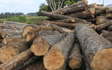 Deploy Technology In Forest Surveillance To Deter Illegal Logging The Standard