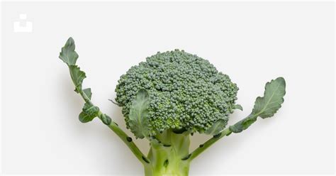 흰색 바탕에 녹색 브로콜리 사진 Unsplash의 무료 음식 이미지