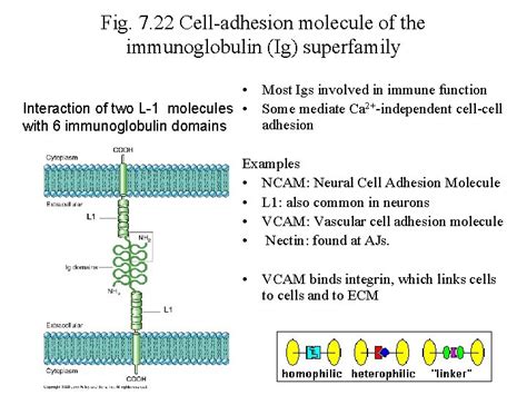 Lecture 2 Finish Cellsubstratum Interactions Start Cellcell Interactions