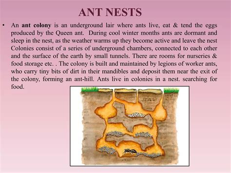Ants Social Organisation And Types Of Nests Pdf Reproductive Health Diseases And Conditions