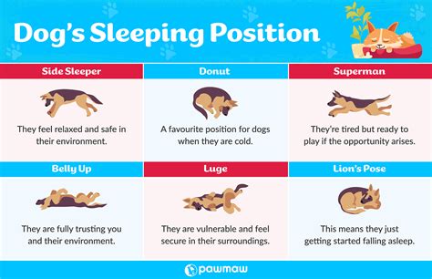 Why Do Dogs Sleep Right Up Against You