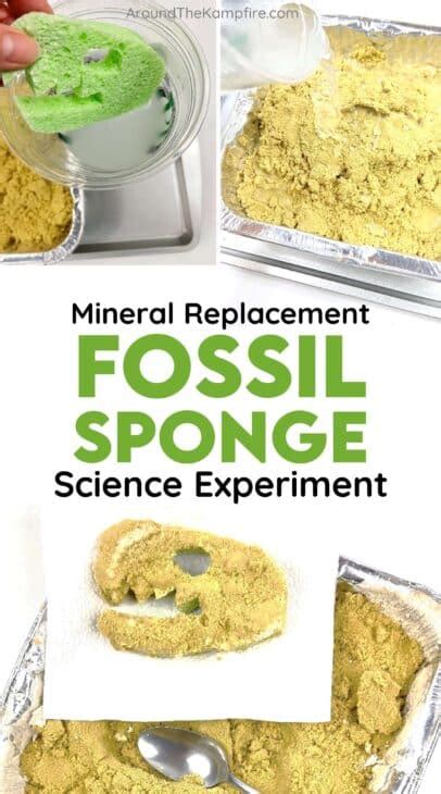 Easy Fossil Experiment For 3rd Grade Around The Kampfire