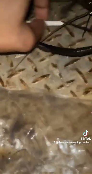 Greedy Cherabin Save Me A Short One 🚬 Northernterritory Cherabin Ciggybuttbrain Youtube