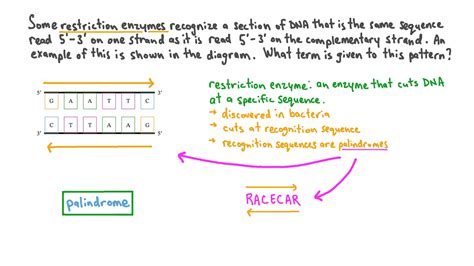 For Palindromic Sequences What Is The Structure Of The Dot Plot At Miranda Trevino Blog