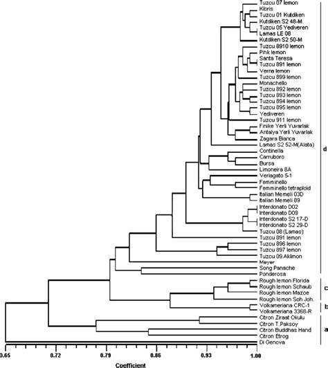 dendrogram of the 56 accessions using upgma method obtained from srap