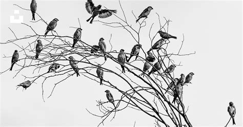벌거벗은 나무에 앉은 새 무리 사진 Unsplash의 무료 이란 이미지 벌거벗은 나무에 앉은 새 무리 사진 Unsplash의 무료 이란 이미지