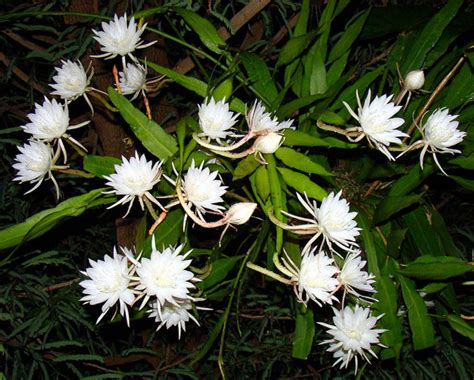 Kadupul Flower Seeds Sencirareseedsarea