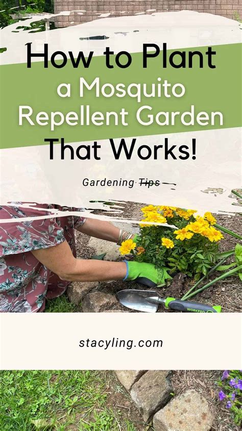 Catnip Plant Mosquito Repellent