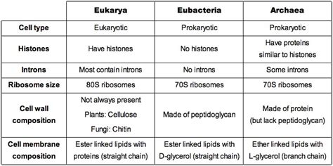 Archaebacteria Eubacteria