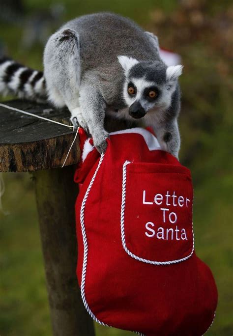 This Cute Lemur 🖤🎅 🎄 Rcuteanimals