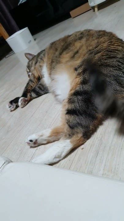 고등어냥이 길고양이 고양이일상 만족하심을 온몸으로표현~~ Youtube