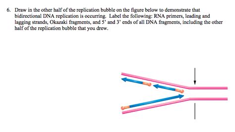 Solved 6 Draw In The Other Half Of The Replication Bubble Chegg Com