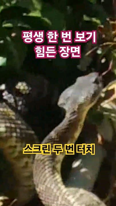 평생 한 번 보기 힘든 장면 Youtube