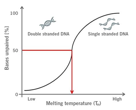 How To Find Primer Annealing Temperature At Samantha Brabyn Blog
