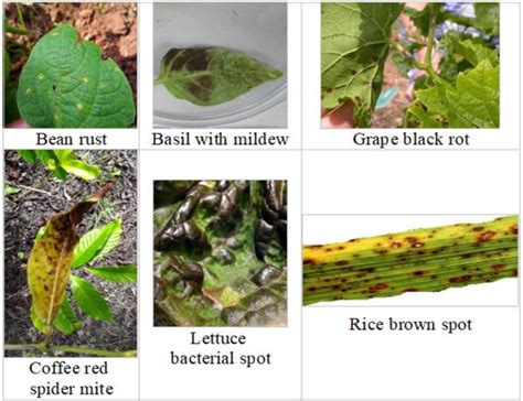 Some Leaf Images From Our Customized Dataset Download Scientific Diagram