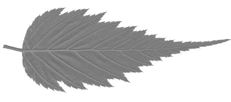 Leaf 1displacement By Wildjaeger On Deviantart