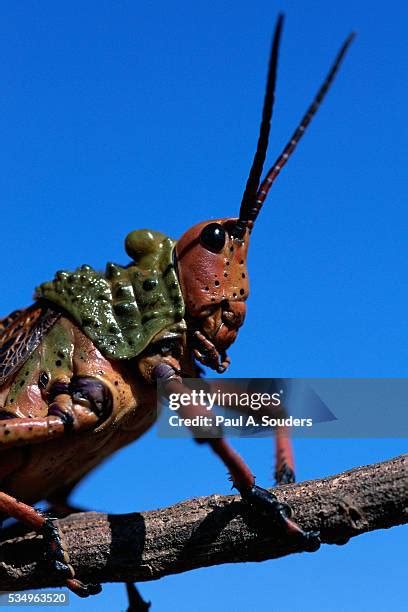 South African Grasshopper Photos And Premium High Res Pictures Getty
