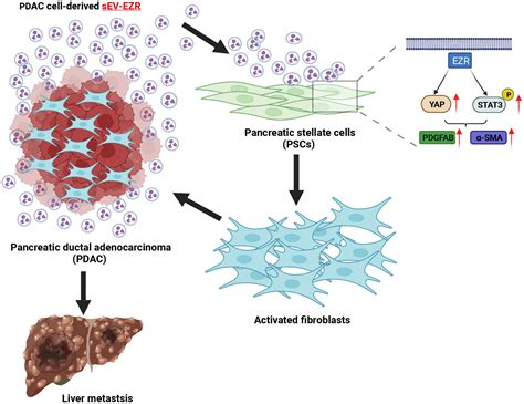 Molecular Oncology Vol 17 No 8
