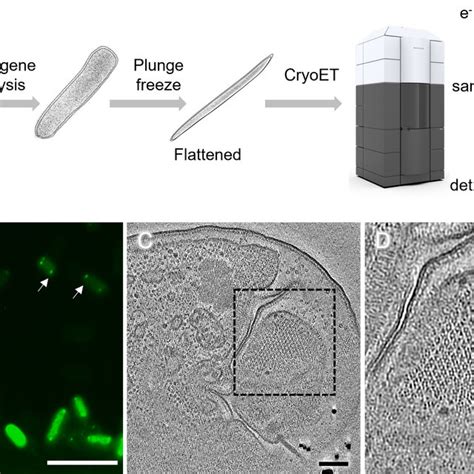 Cryoet Of Native Chemosensory Arrays In Wild Type E Coli Ghost Cells