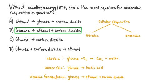 Yeast Fermentation Respiration Word Equation