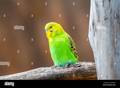 Budgerigar Bird Latin Name Melopsittacus Undulatus Multiple Colored