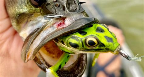 Impulse Top 5 Bass Lures For August Fishing Impulse Rods