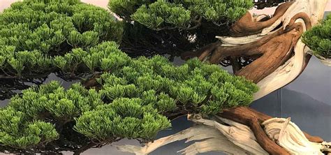 5 Tips For Better Junipers Bonsai Tree Pty Ltd