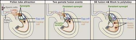 Three Cell Fusions During Double Fertilization Cell