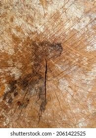 Cross Section Tree Trunk Stock Photo Shutterstock