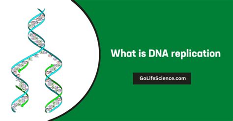 what is dna replication and why is it important