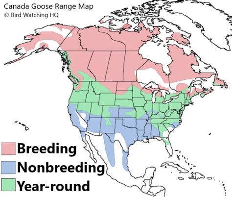 4 Types Of Geese And Swans In Georgia 2025 Bird Watching Hq