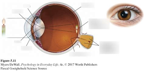 Ap Psych Eye Diagram Diagram Quizlet
