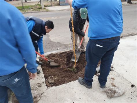 매화나무 환경 보호 지속 가능한 재배 및 도시적 역할