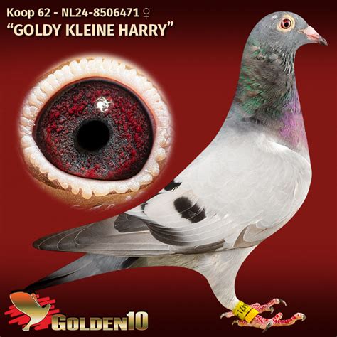 062 Nl24 8506471 Goldy Kleine Harry ♀ De Duif